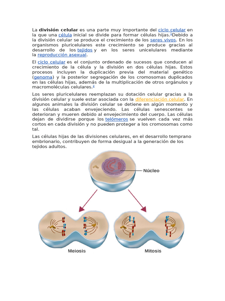 Division Celular | PDF