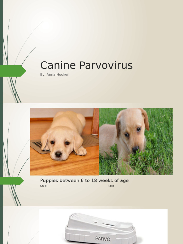 Canine Parvovirus | PDF