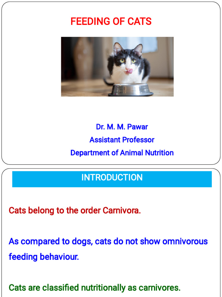 Essential Nutritional Guide for Cats | PDF | Kitten | Dieting