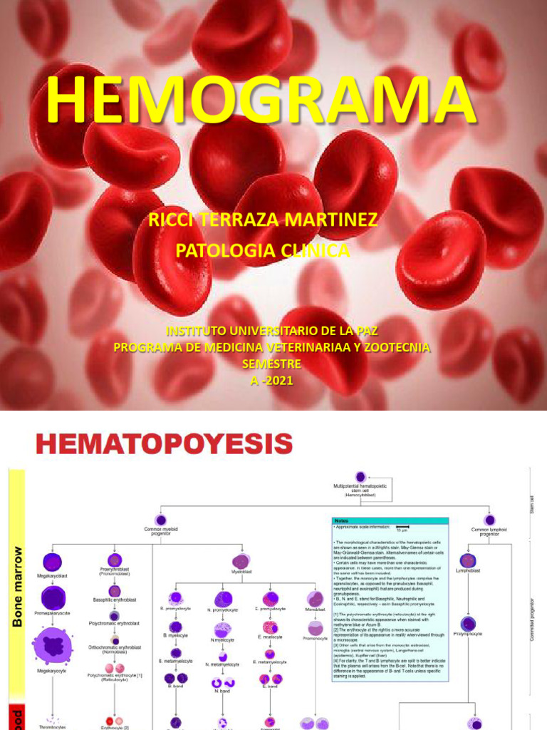 Clase 1 - Introducción A Cuadro Hemático | PDF