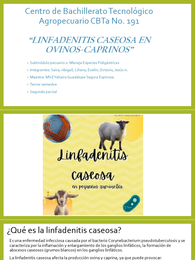 Linfadenitis caseosa | PDF