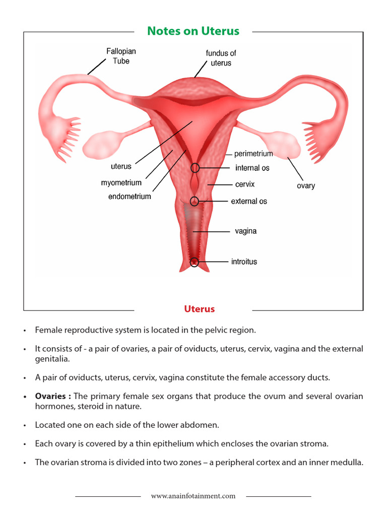 Uterus | PDF | Uterus | Vagina
