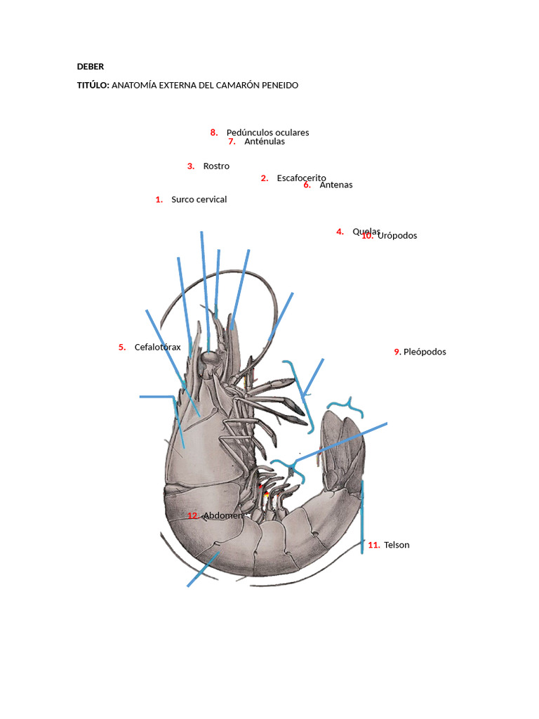 Anatomía Externa del Camarón | PDF