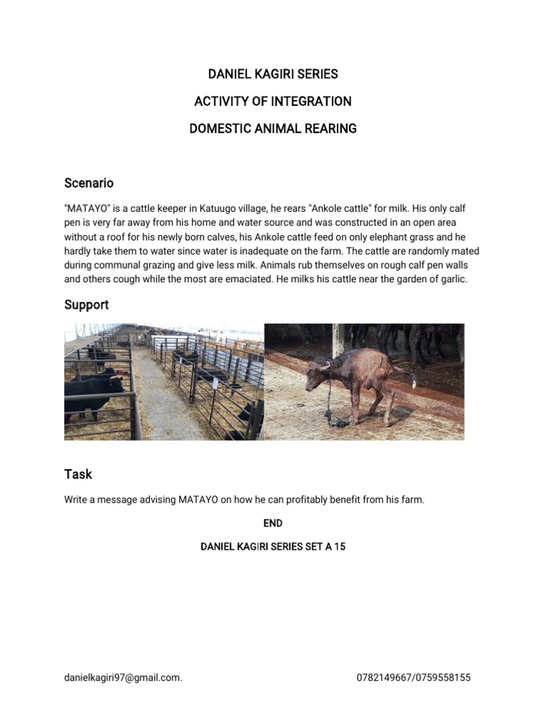 Advice for Profitable Cattle Rearing | PDF
