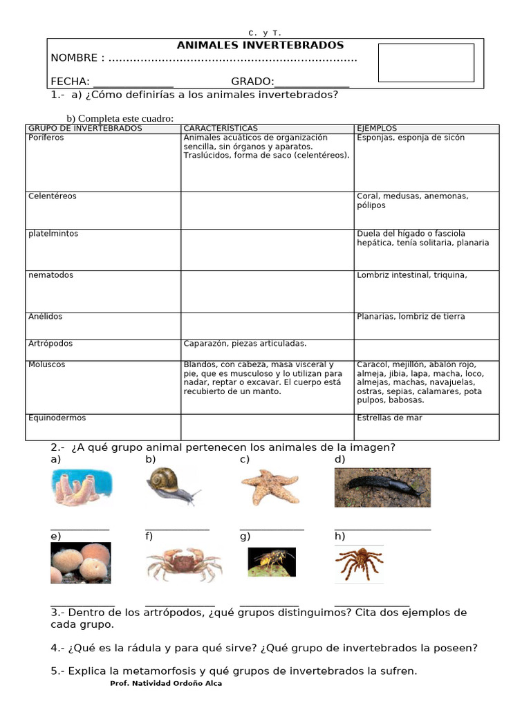 Ficha Animales Invertebrados | PDF | Invertebrado | Moluscos