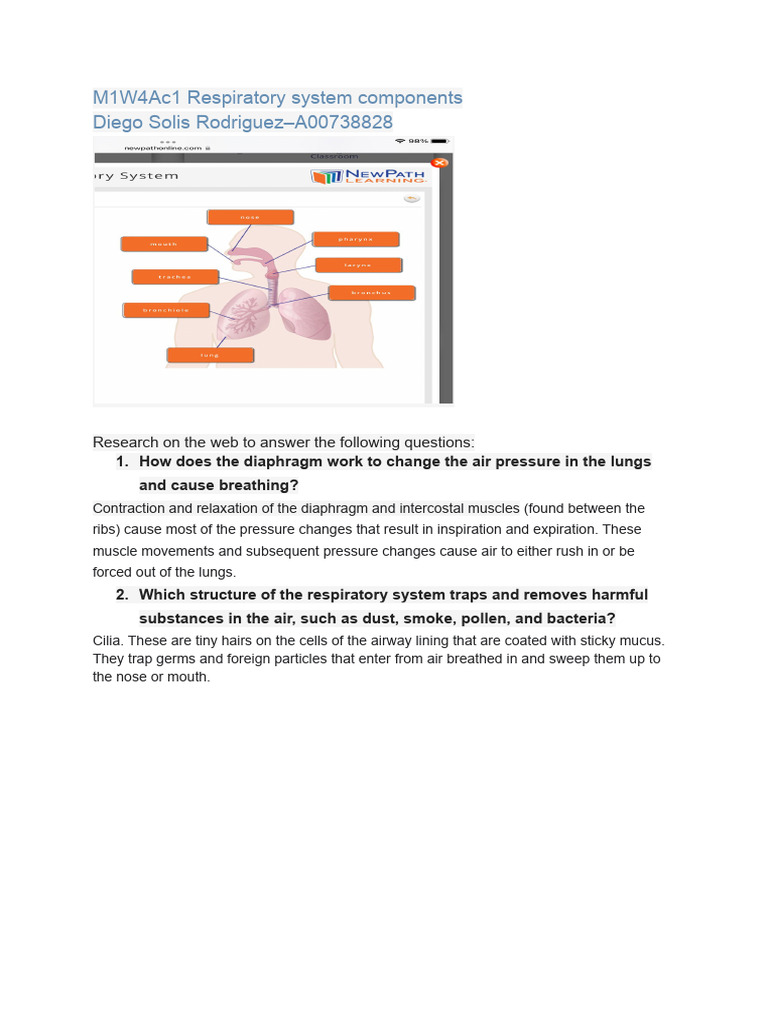 M1W4Ac1 Respiratory System Components | PDF