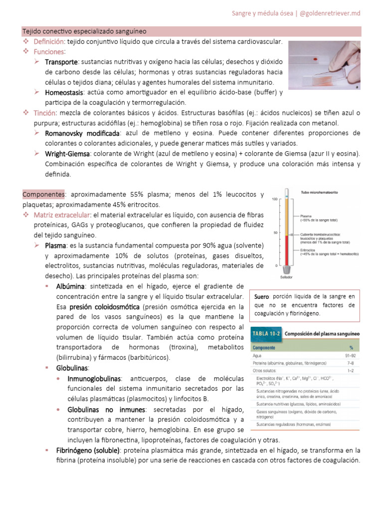 06 Tejido Sanguíneo y Hematopoyético | PDF | Linfocitos | Sangre