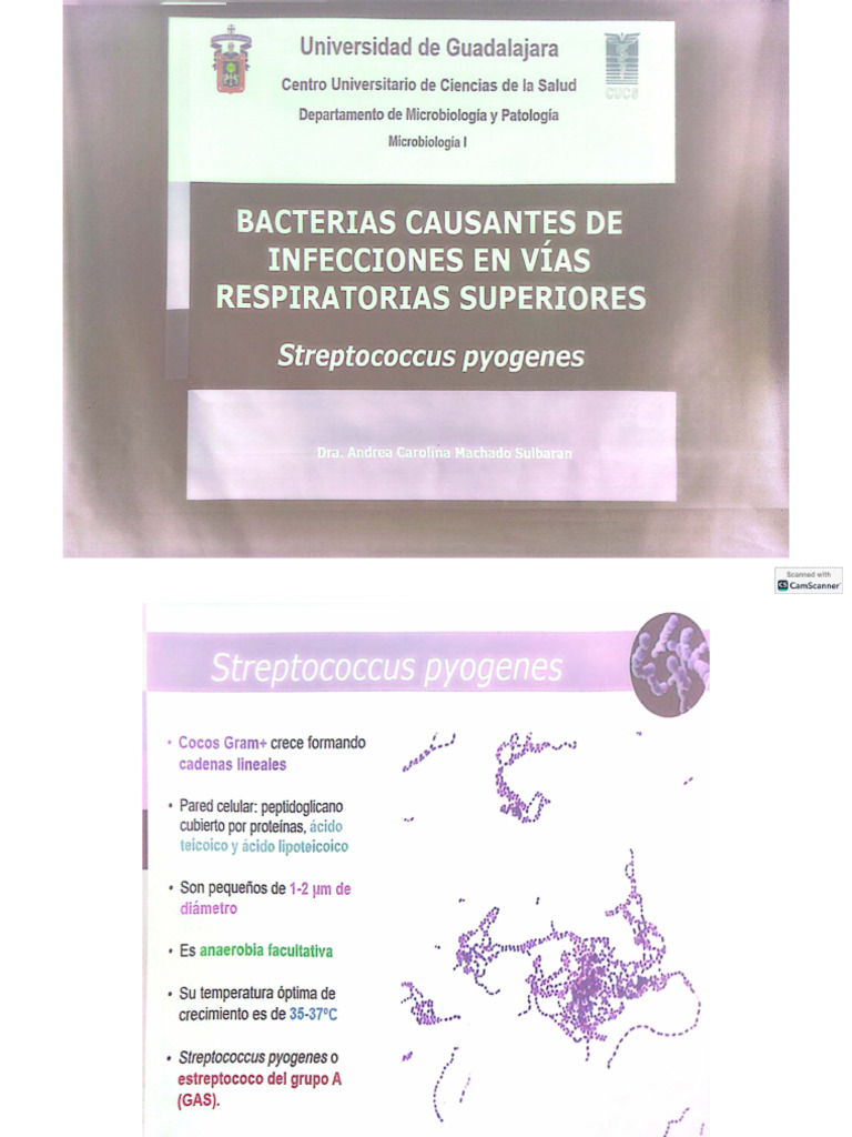 Ficha técnica Streptococcus Pyogenes | PDF