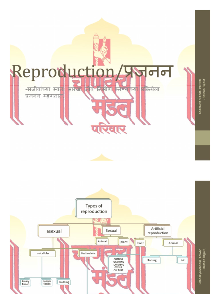 Reproduction - | PDF | Menstrual Cycle | Testicle