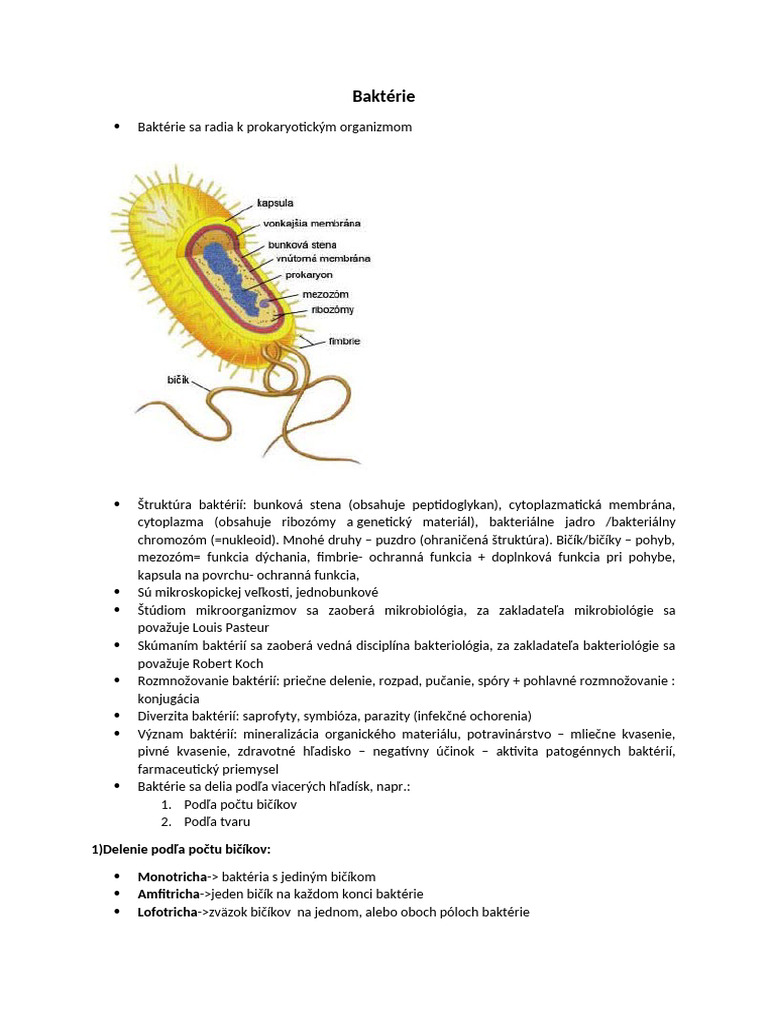Bakterie+ Bakterialne Ochorenia - Maturujci | PDF