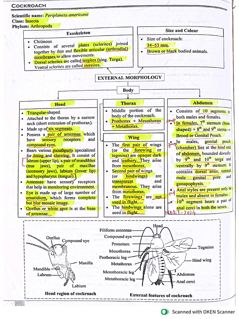7. Structural Organisation in Animals(Insect-Cockroach) | PDF