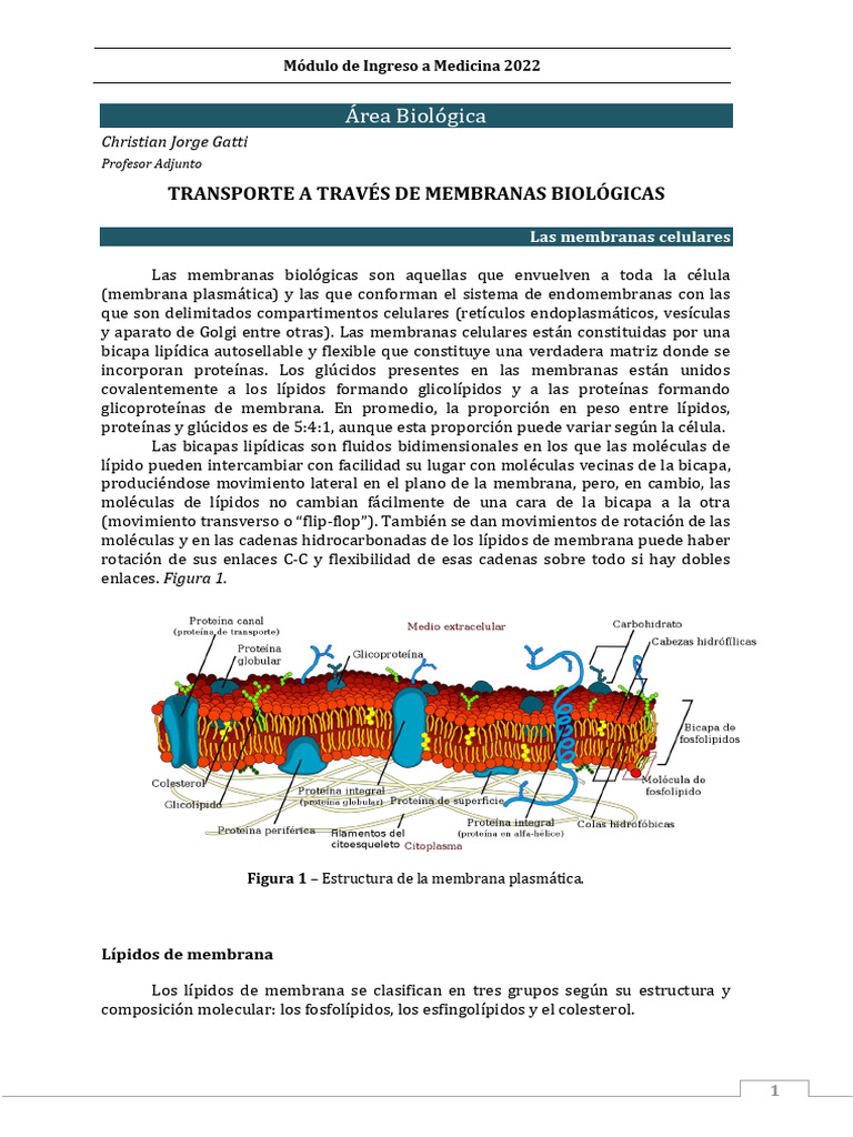 Transporte a través de membranas biológicas | PDF | Membrana celular ...