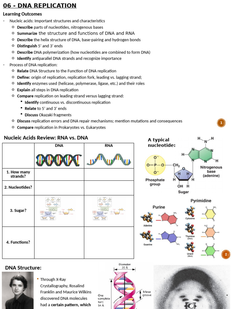 06 - DNA Replication 2 | PDF | Dna Replication | Dna