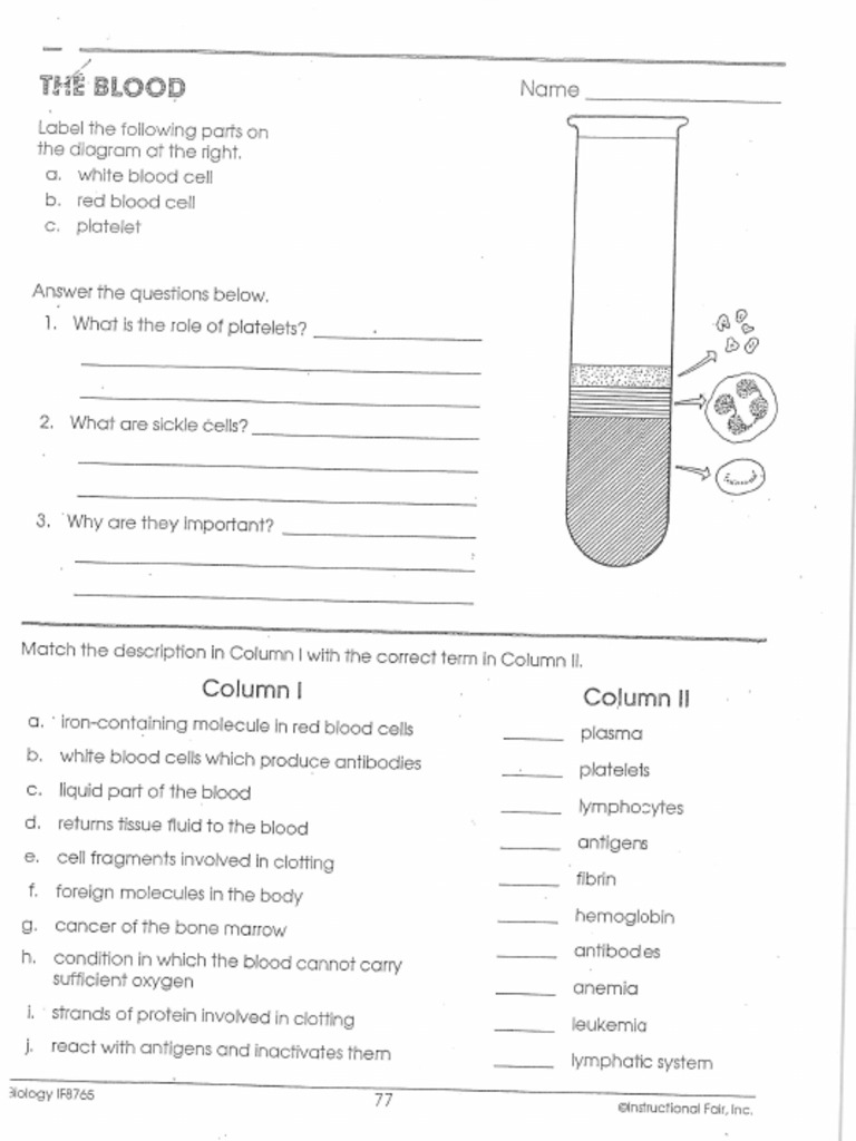 Blood Worksheet and Questions | PDF