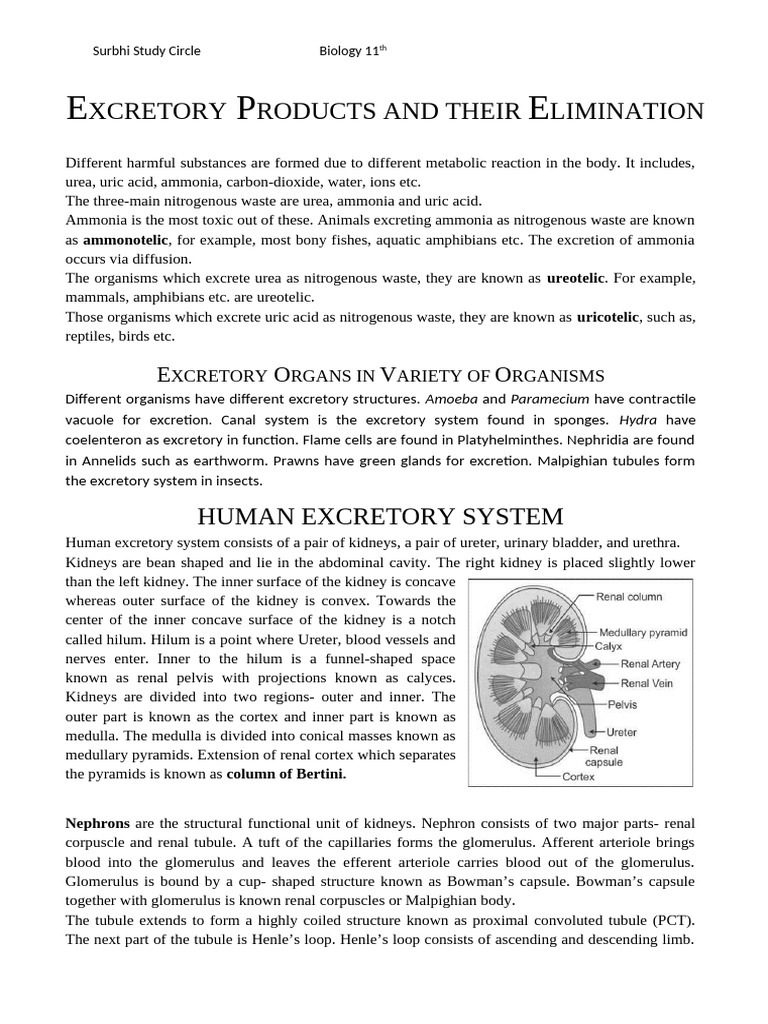 Excretory Products and Their Elimination | PDF | Organ (Anatomy) | Kidney