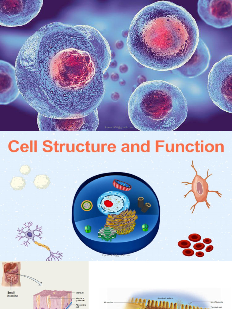 Cell Structure and Function | PDF | Mitosis | Cell Cycle