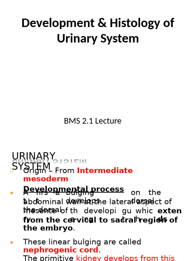 Embryology & Histology of Urinary System - 013332 | PDF | Epithelium ...