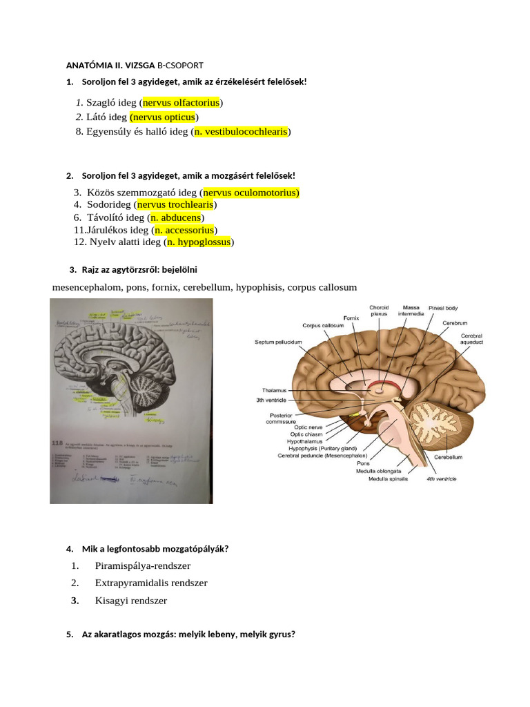 Anatómia VIZSGA B. Csoport. ICUSdocx | PDF