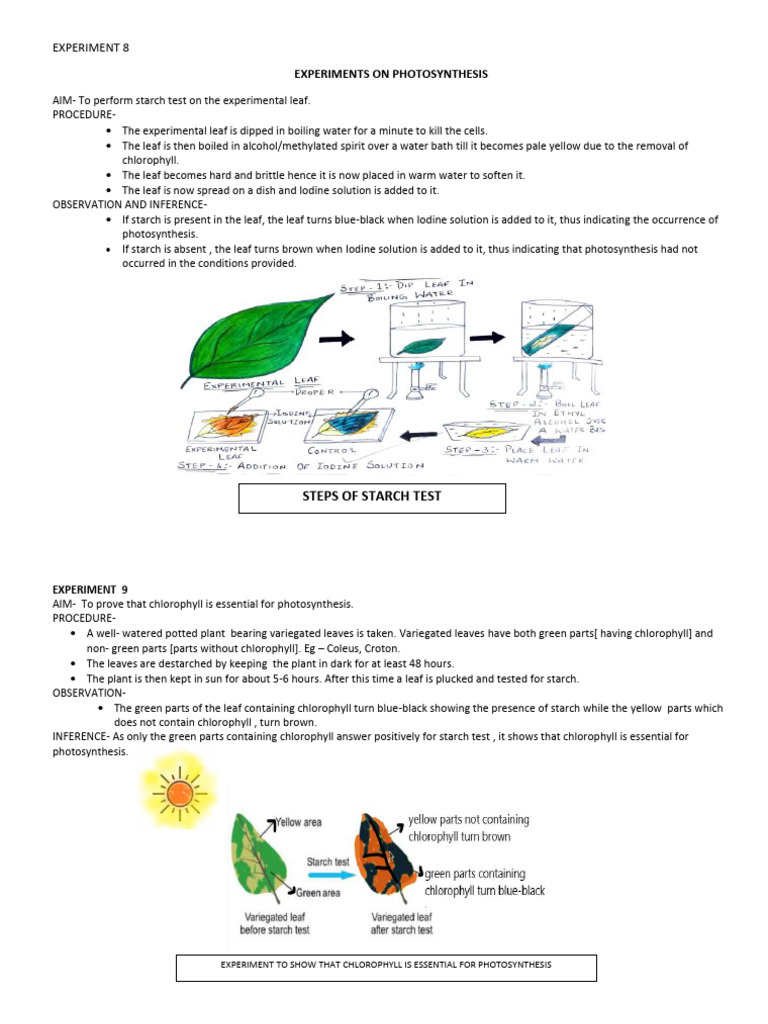 Biology Expt 8 To 12 Experiments | PDF | Leaf | Photosynthesis
