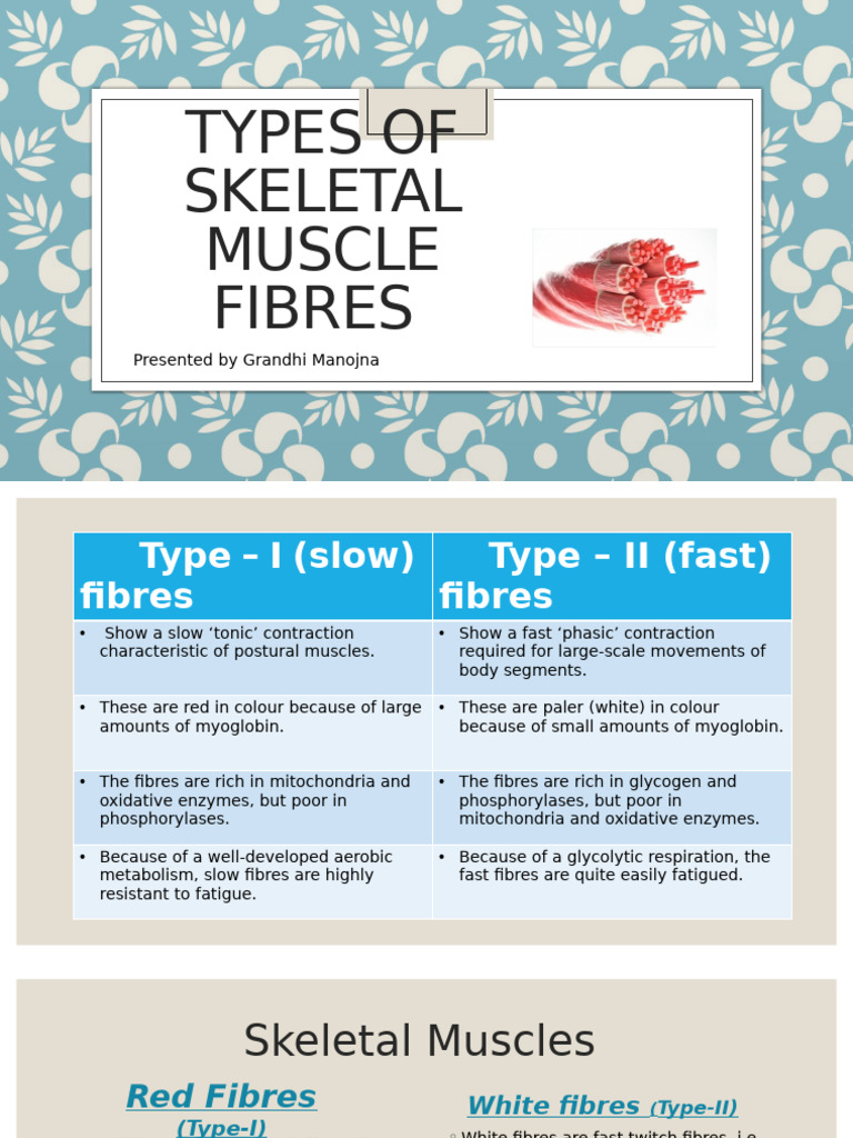 Types of Skeletal Muscles Fibres | PDF | Skeletal Muscle | Human Anatomy