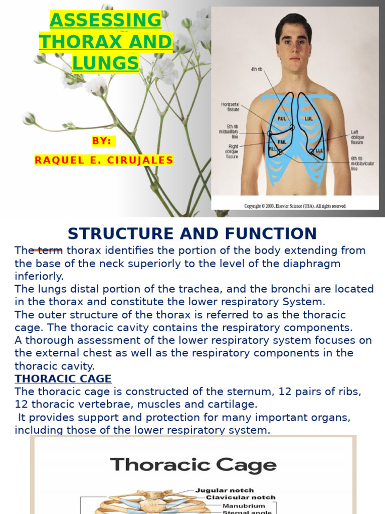 Thorax and Lung Assessment Guide | PDF | Thorax | Lung