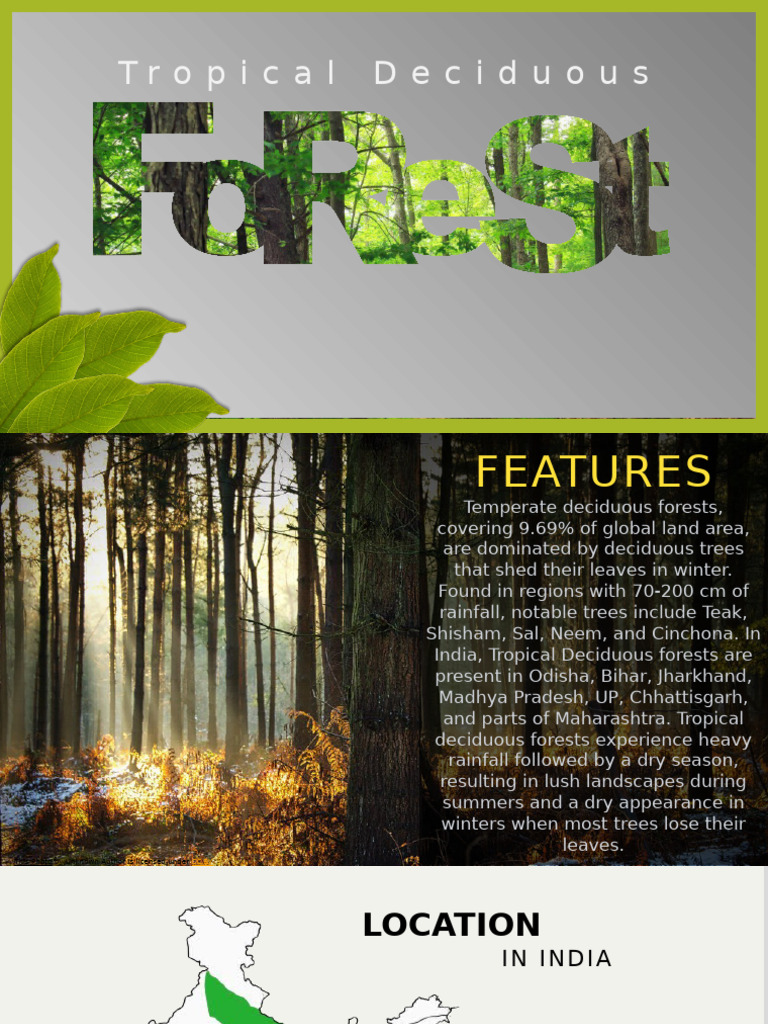 Tropical Deciduous Forests Presentation Class 9C GD Goenka School | PDF | Forests | Tropics