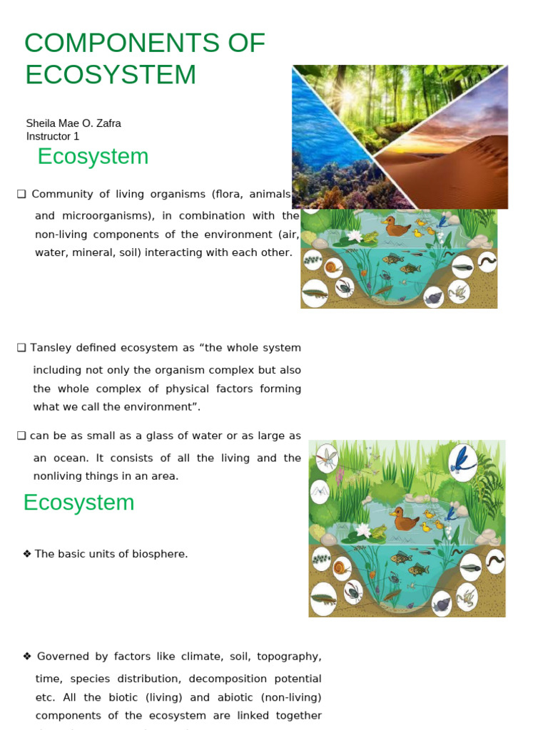 Concept of An Ecosystem | PDF | Ecosystem | Food Web