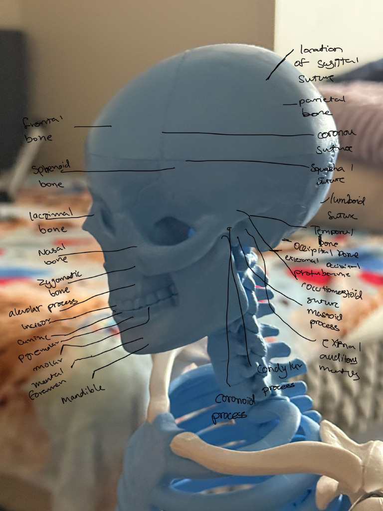 Skeleton Labeled PDF | PDF