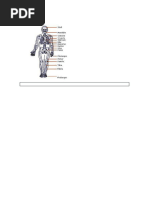 The Skeletal System - Skeleton - Living Organisms - KS3 Biology - BBC ...