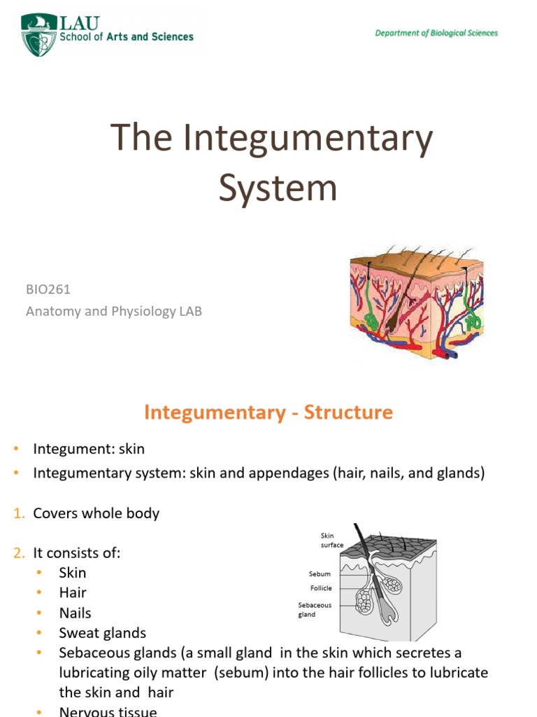 Lab 1 - Integumentary System - Updated | PDF | Integumentary System ...