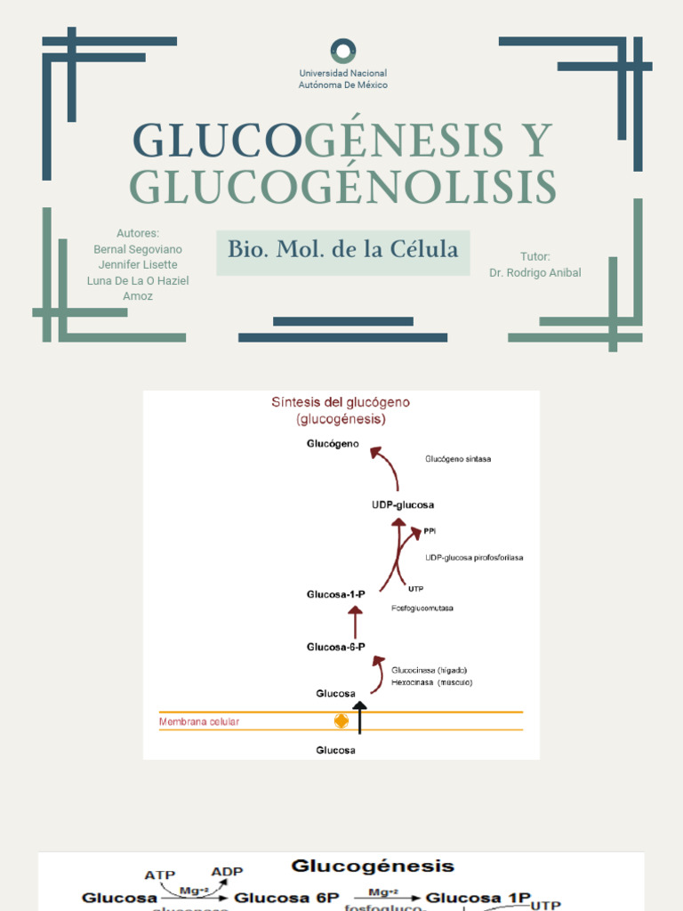Glucogénesis y Glucogenolisis | PDF