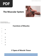BTEC Sport Level 3 Revision Guide Muscular System | PDF