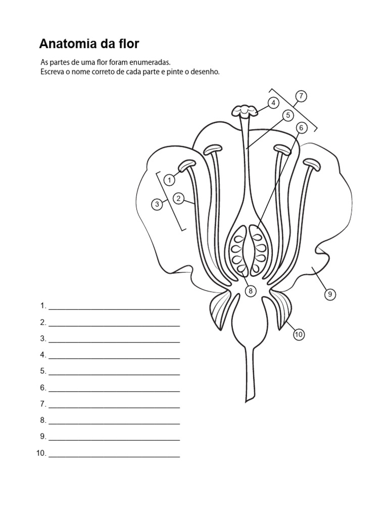 Anatomia Floral Desenho - para Pintar e Colocar As Partes | PDF