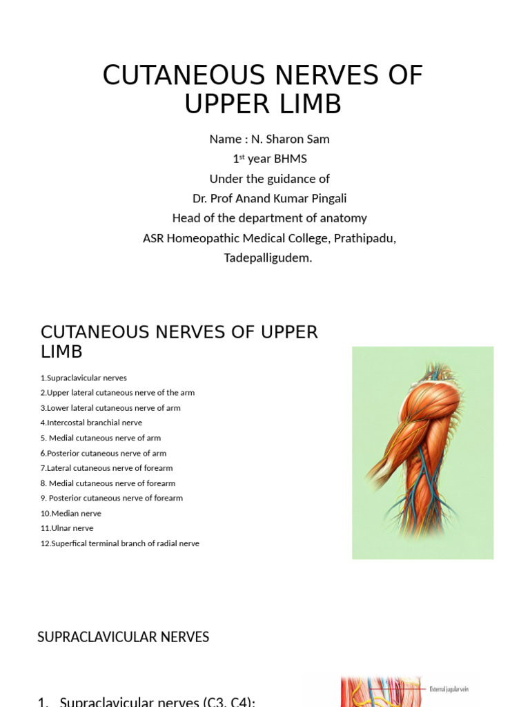 Cutaneous Nerves of the Upper Limb | PDF | Arm | Neuroanatomy