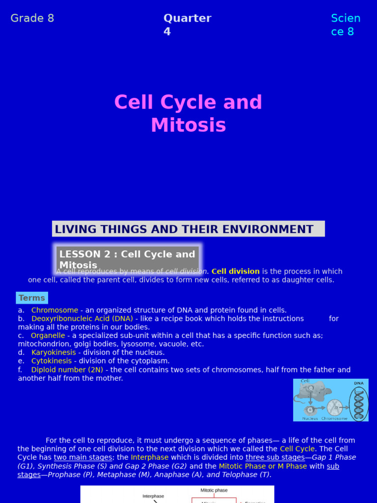 Understanding Cell Cycle and Mitosis | PDF | Mitosis | Chromosome
