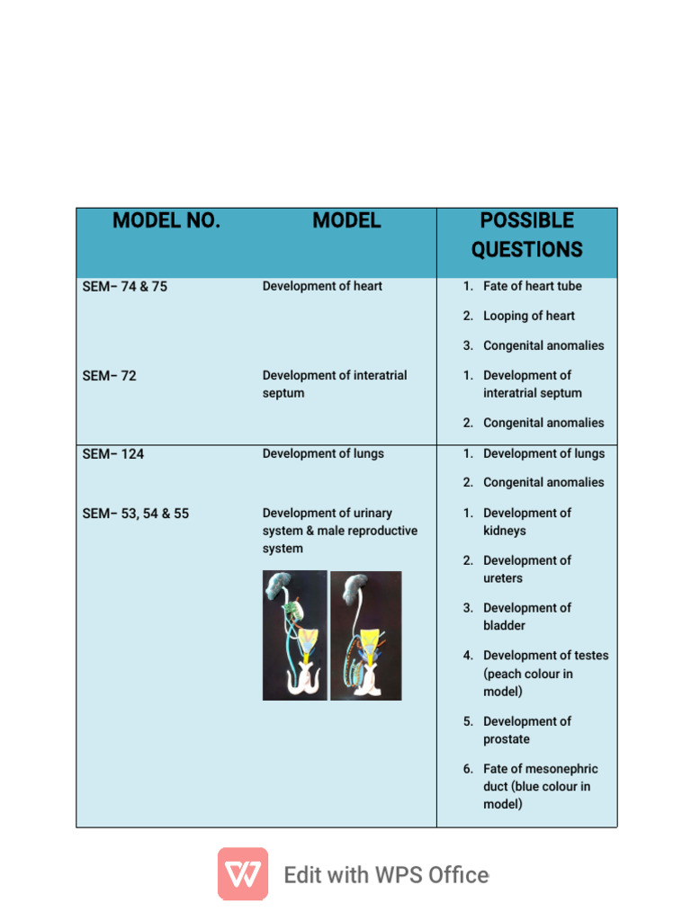 Embryology Models for GIT, RS, CVS, Urinary systems | PDF ...