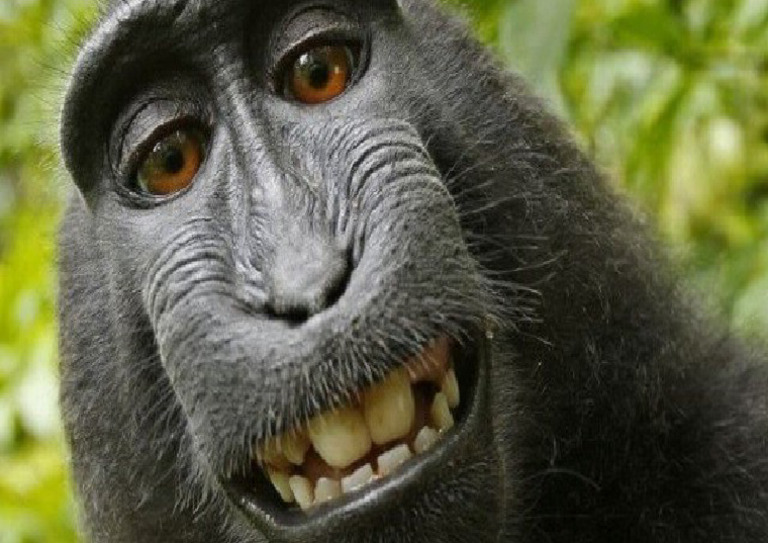 Monkey | PDF