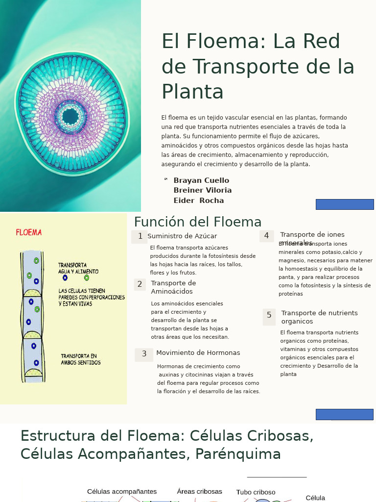 Función y Estructura del Floema | PDF | Raíz | Anatomía