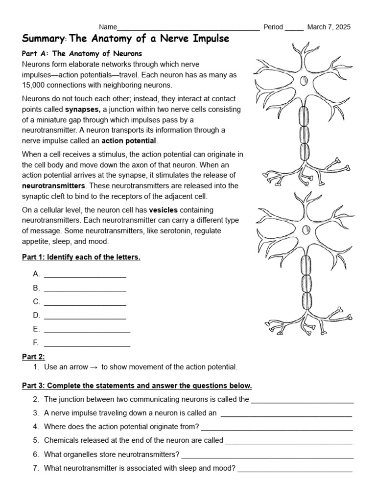 Summary - The Anatomy of A Nerve Impulse | PDF | Neurotransmitter | Neuron