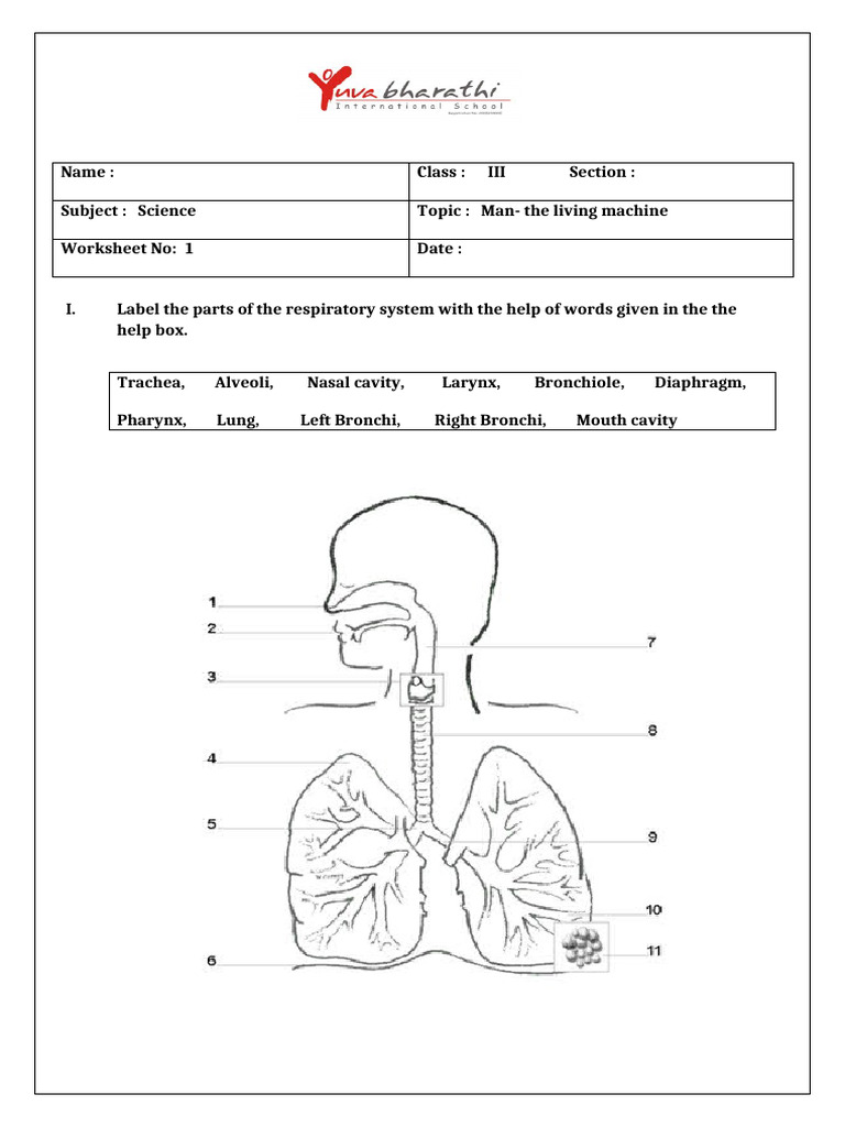 Class 3 Organ Systems Worksheet | PDF | Respiratory System | Digestion