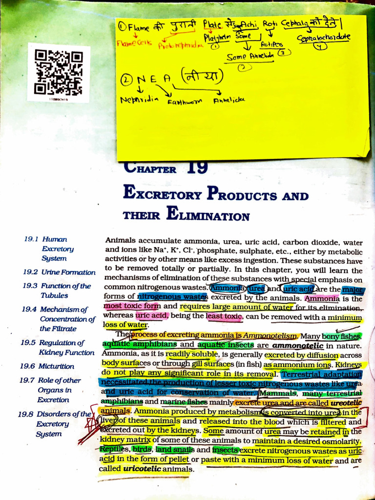 EXCREATION NCERT | PDF