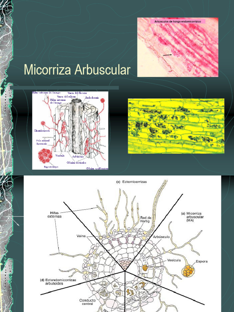 Micorriza Arbuscular | PDF | Hongo | Plantas
