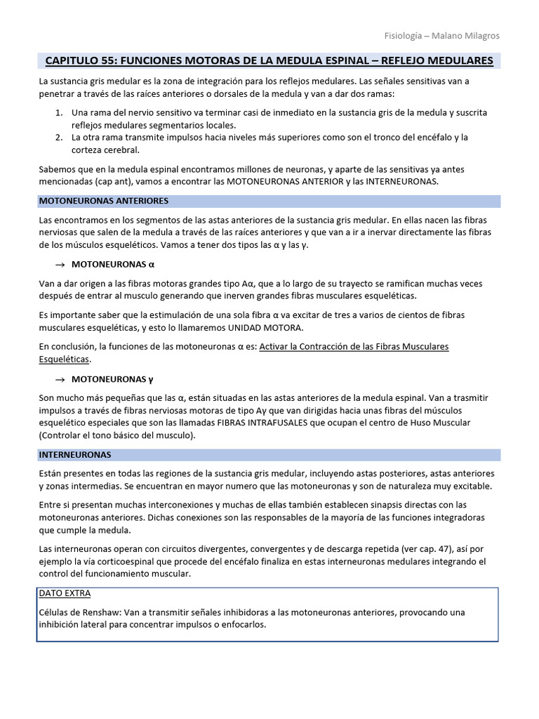 Funciones Motoras de la Médula Espinal | PDF | Cerebelo | Sinapsis
