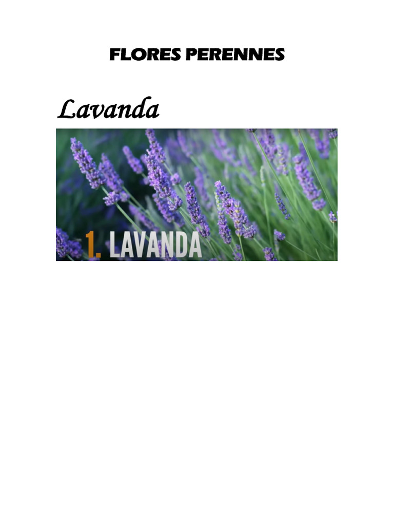 Lavanda | PDF