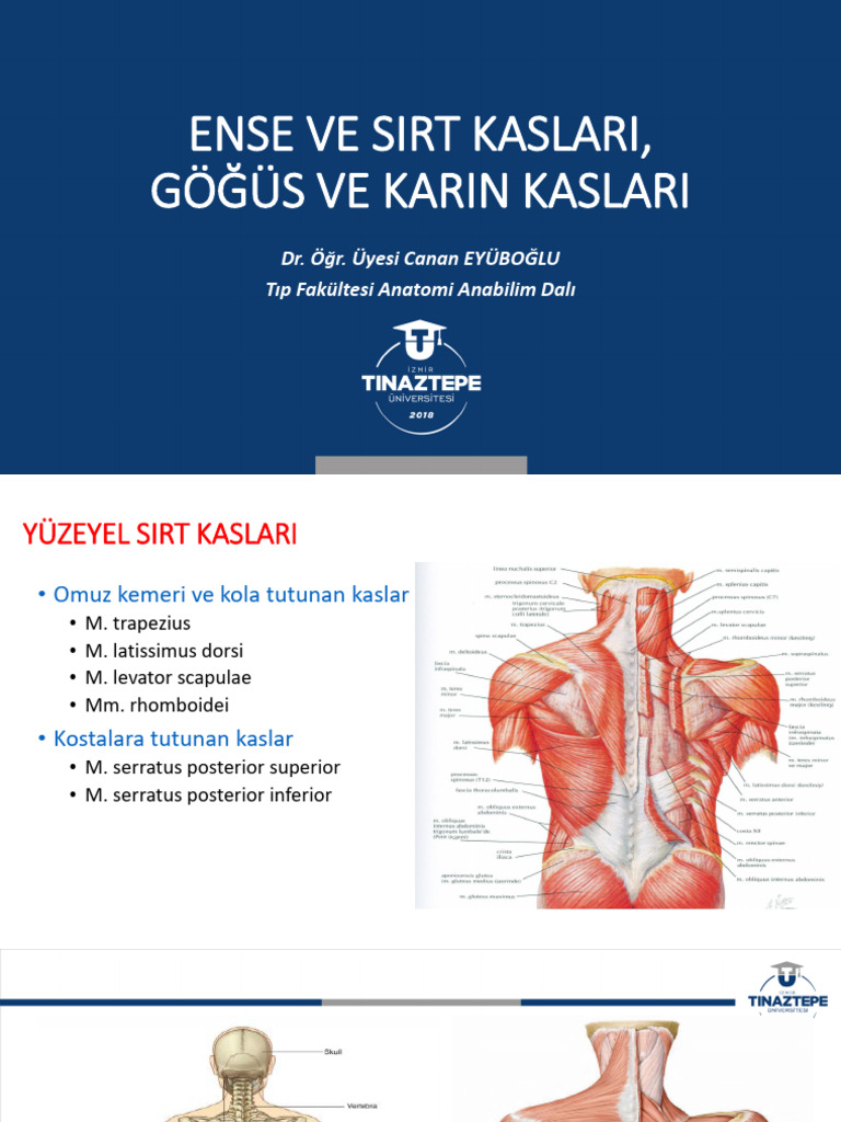 Ense Ve Sirt Kaslari, Göğüs Ve Karin Kaslari | PDF
