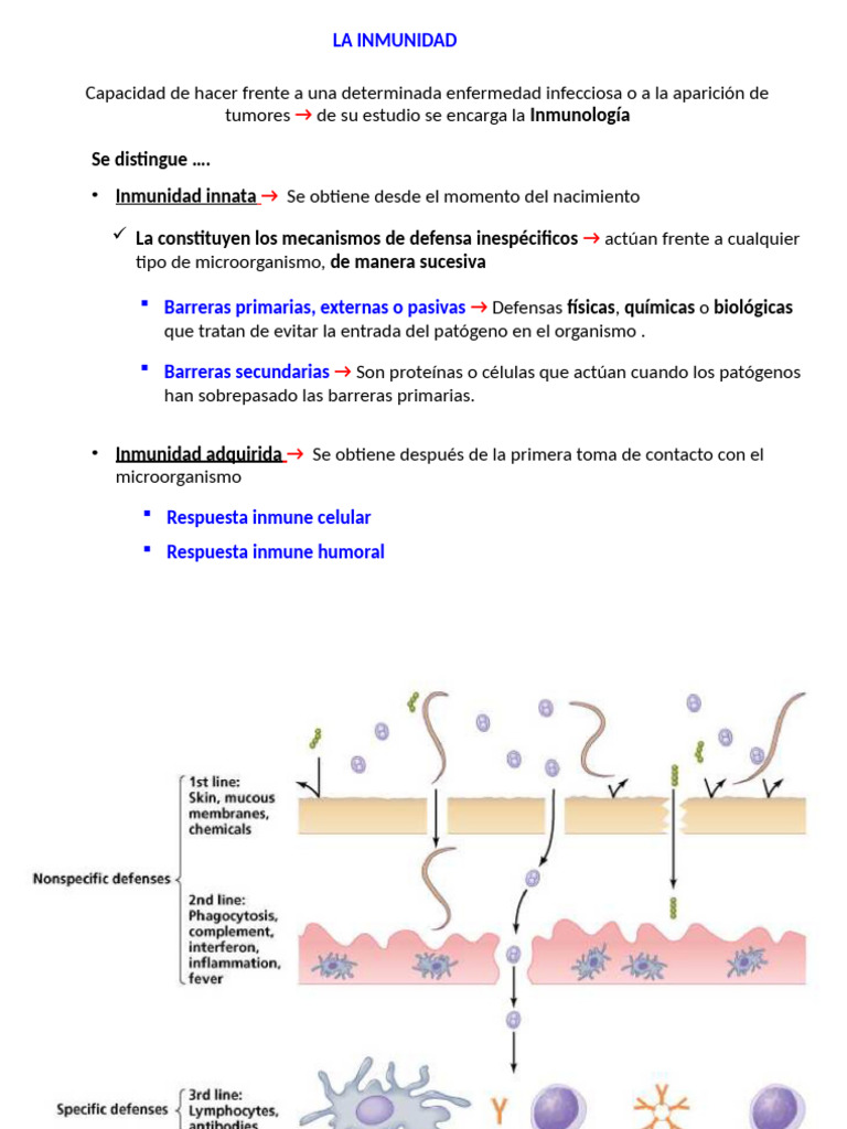 5-Inmunidad 2 Bach 2024 | PDF | Inflamación | Sistema inmune