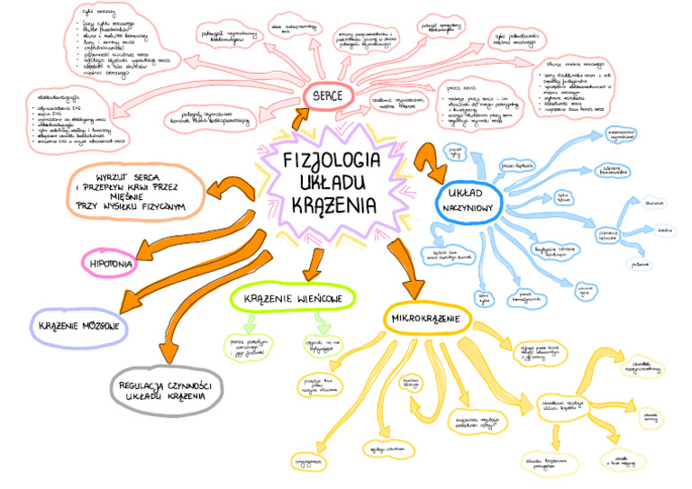 Notatka Z Biologi Mapa Mysli Fizjologia | PDF