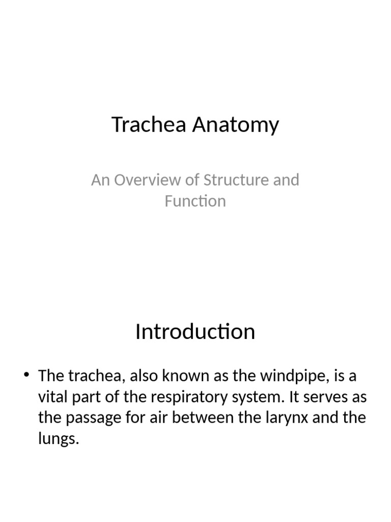 Trachea Anatomy Overview | PDF