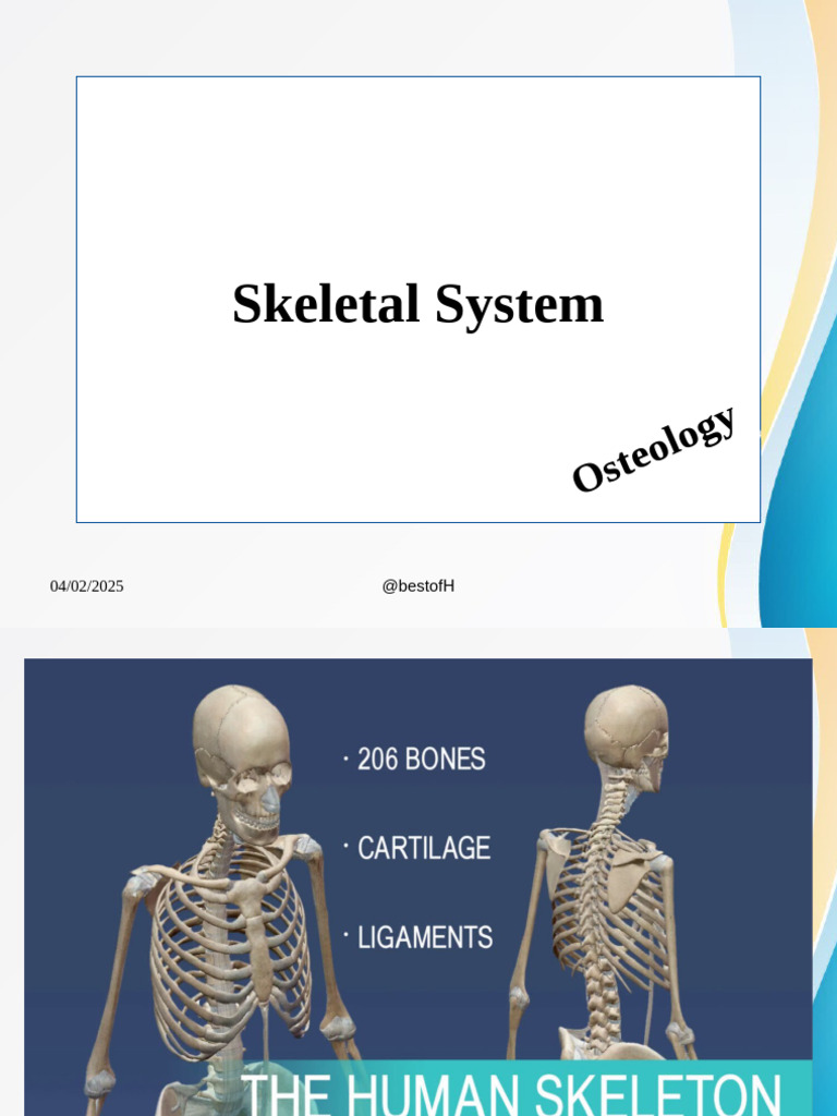 Axial Skeleton: Structure and Function | PDF | Vertebral Column | Skull