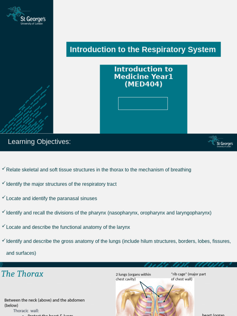 Overview of the Respiratory System | PDF | Lung | Thorax